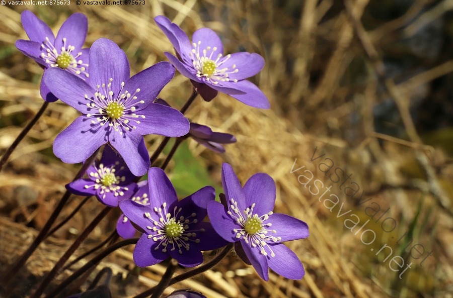 Kuva: Keväinen kukka - sinivuokko Hepatica nobilis kasvi kukka ...