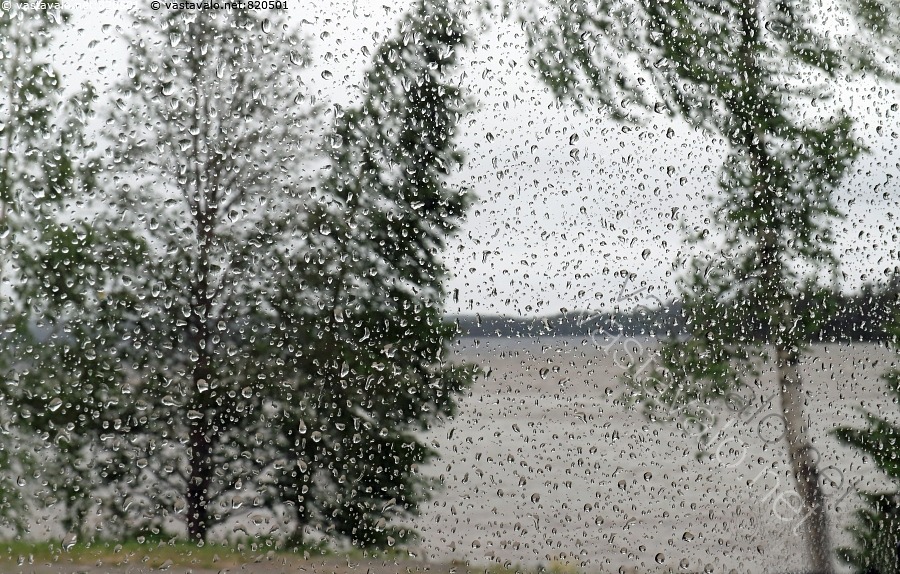 Kuva: Kesäsade - pisarat vesisade sade märkä puut joki tuuli Kymijoki ...