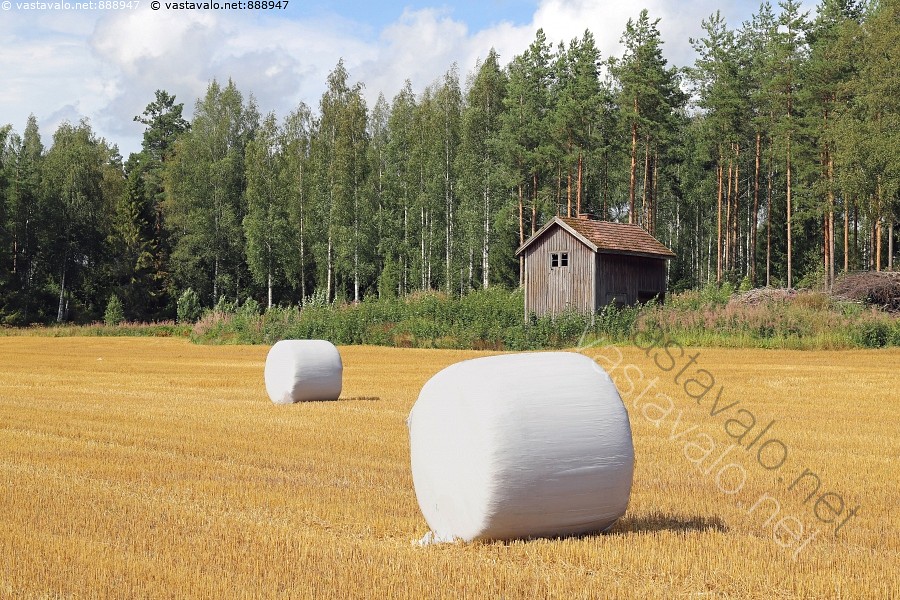 Kuva: Olkipaalit ja sänkipelto - riihi kuivausriihi vanha lautaseinä ...