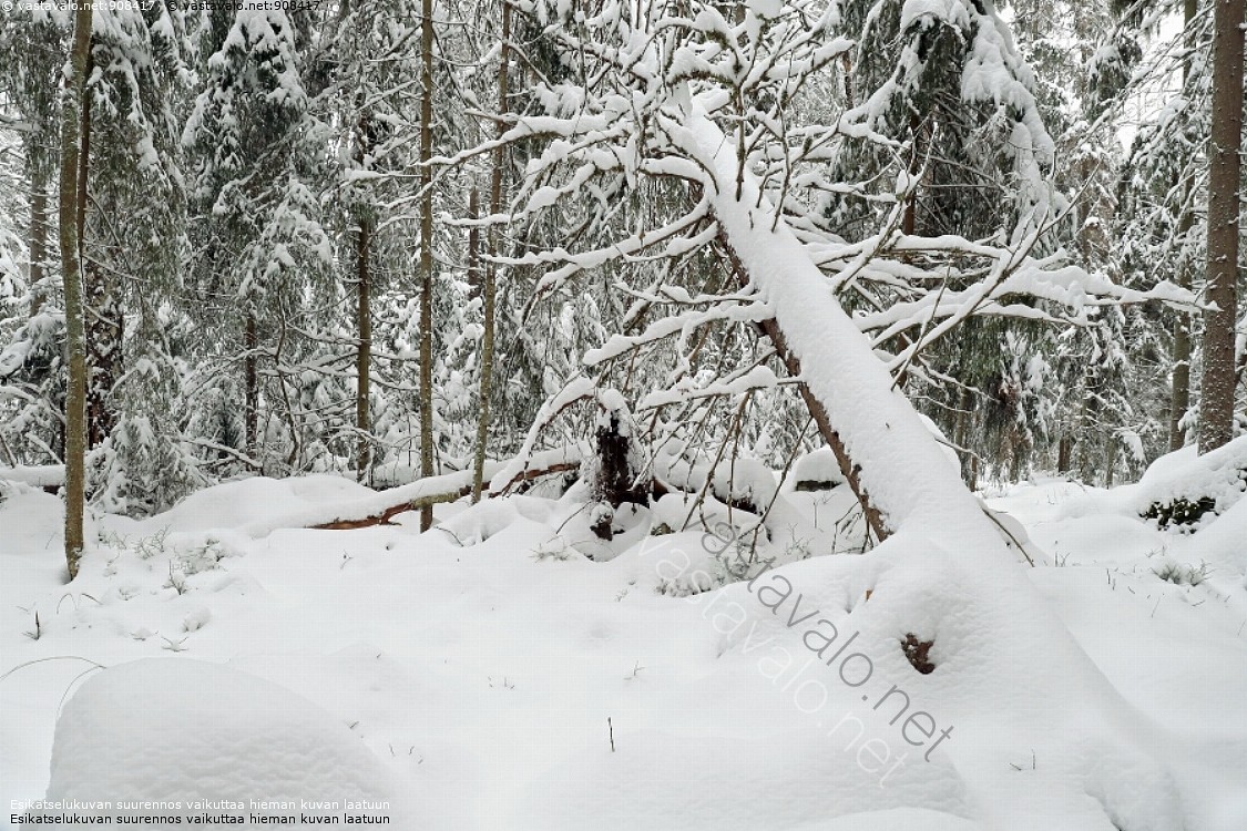 Kuva: Luminen metsä - metsä sekametsä talvi talvinen lumi luminen kuusi ...
