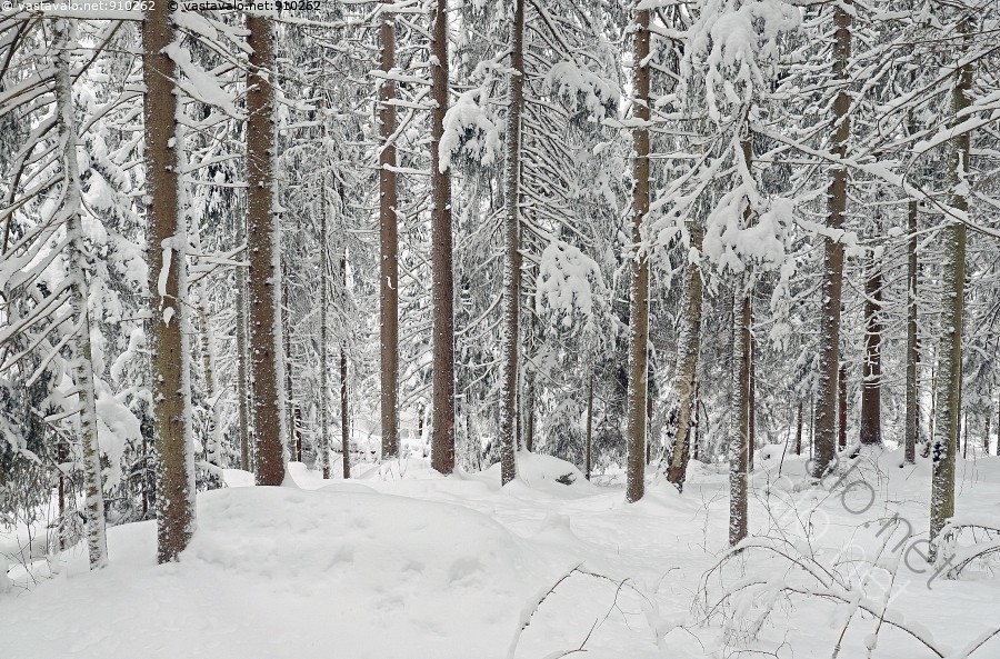 Kuva: Talvimetsä - metsä sekametsä talvi talvinen lumi luminen ...