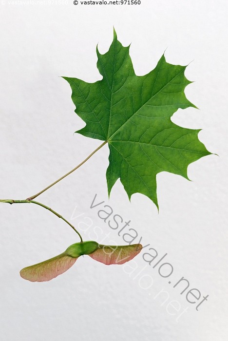 Kuva: Vaahteranlehti - vaahtera Acer platanoides lehti vihreä ...