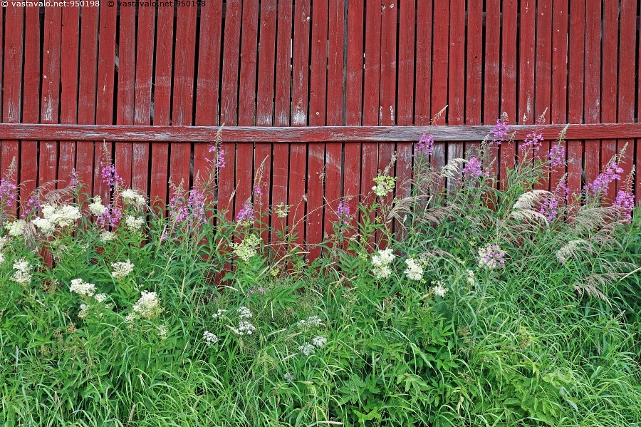 Kuva: Luonnonkasvit - mesiangervo Filipendula ulmaria mesiangervot ...