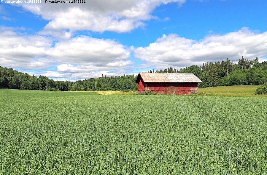 Kuva: Viljapelto kesällä - pelto peltomaisema viljapelto kesä kesäinen ...