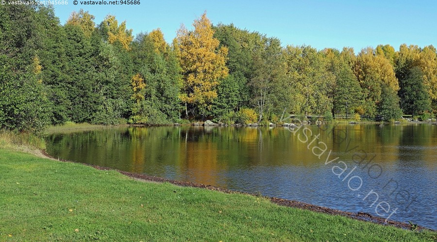 Kuva: Alkava ruska - koivut alkava ruska syksyinen syksy syys koivu ...