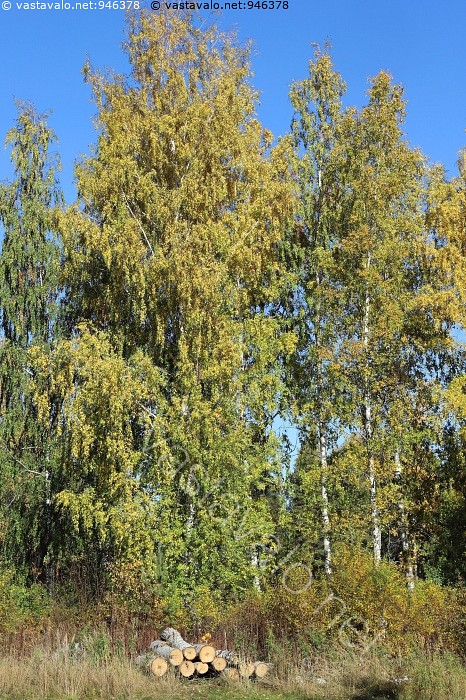 Kuva: Alkava ruska - koivu koivut alkava ruska syys syksy koivupölkky ...