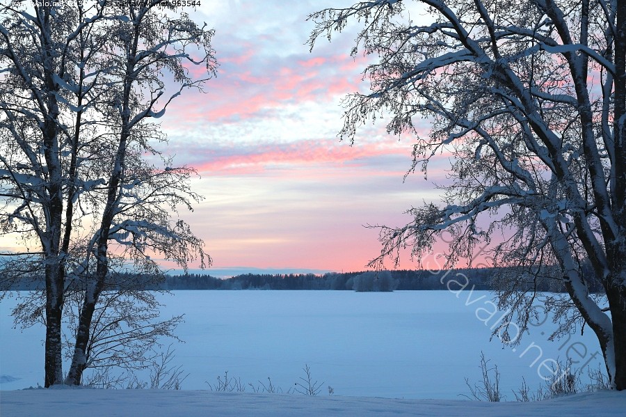 Kuva: Auringon laskun jälkeen - tervaleppä tervalepät oksat ...
