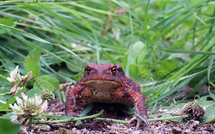 Kuva: Ruohikossa - rupisammakko Bufo bufo konna ruskea silmät sammakko ...