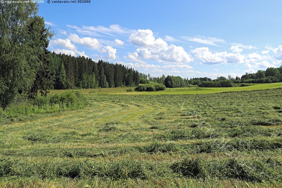 Kuva: Kaadettu heinä - heinäpelto heinä kaadettu pelto sato kesäinen ...