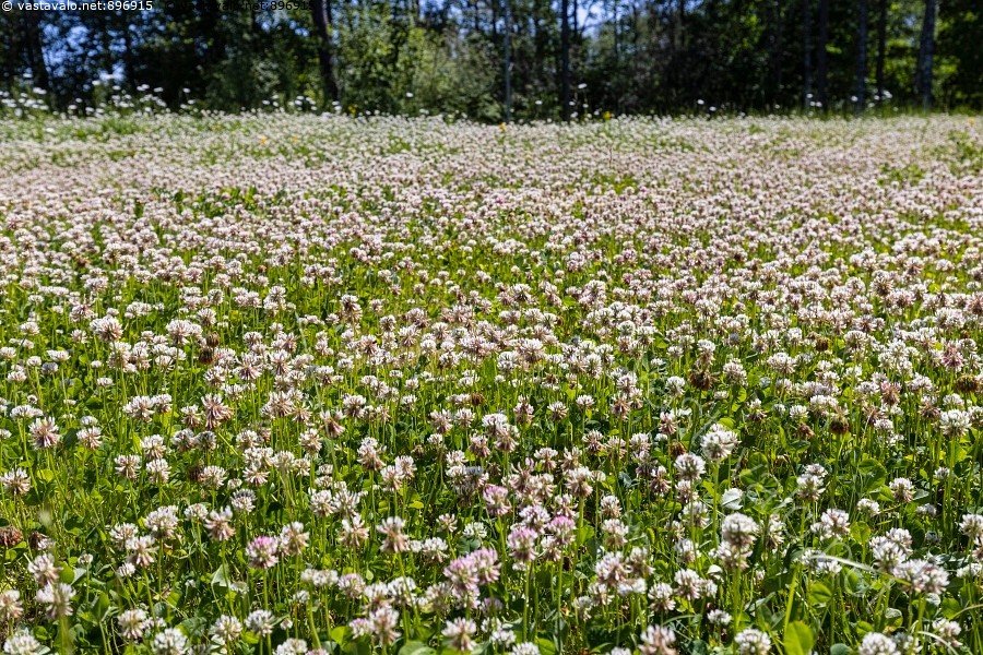 Kuva: Apilapelto - apila apilat Trifolium hybridum luonnonpelto ...
