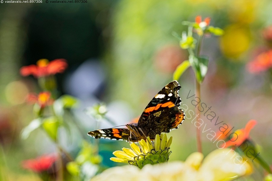 Kuva: Amiraaliperhonen kukkakedolla - amiraaliperhonen Vanessa atalanta ...