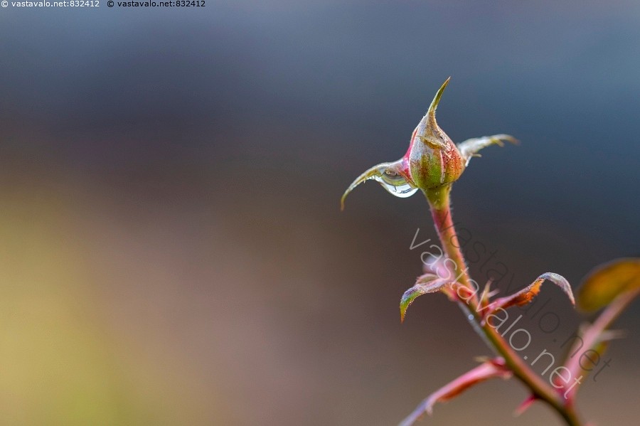 Kuva: Ruusun nuppu - ruusu nuppu kukka kukat kasvi kasvit vesipisara ...
