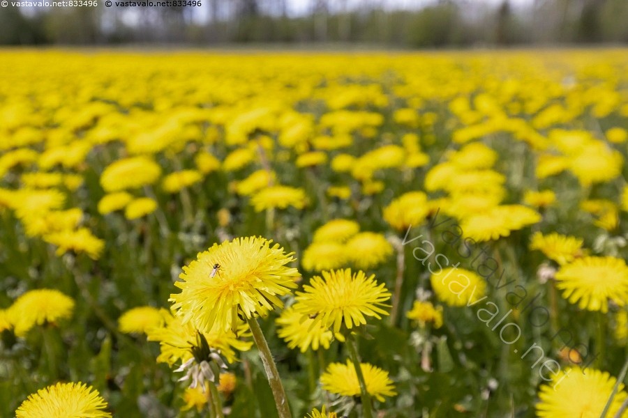 Kuva: Voikukkapelto - voikukka voikukat voikukkia Taraxacum officinale ...