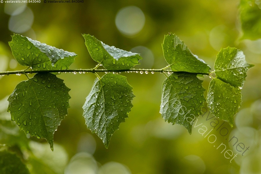 Kuva: Pihajasmikkeen lehvä sateen jälkeen - Philadelphus coronarius ...