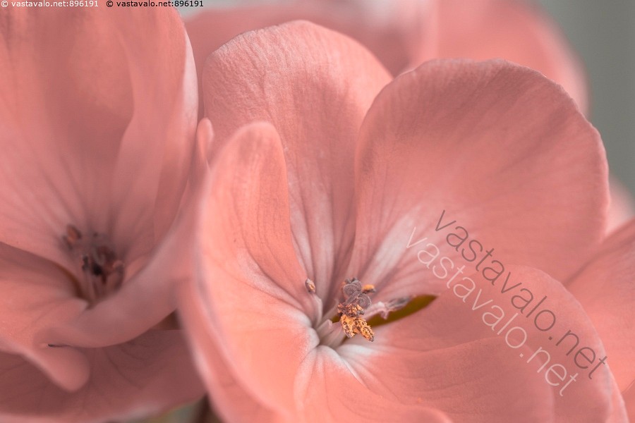 Kuva: Pelargonin emi, heteet ja siitepöly - pelargoni pelargonia ...
