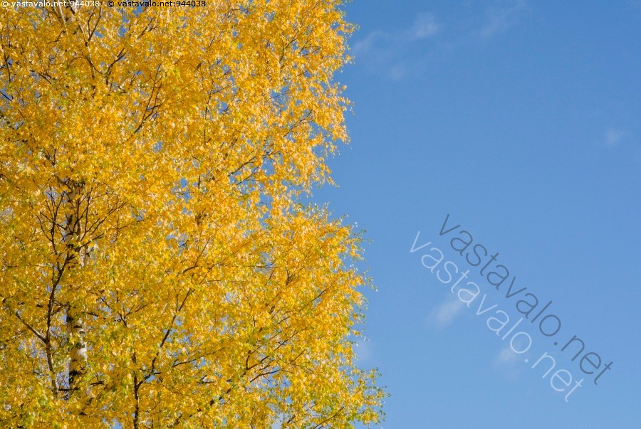 Kuva: Keltaista ja sinistä - koivu rauduskoivu Betula pendula syksy ...