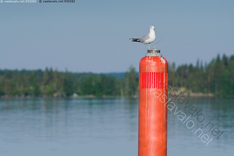 Kuva: Kalalokki merimerkillä - kalalokki Larus canus rantalintu ...