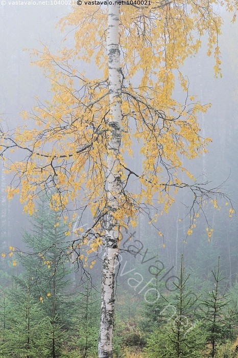 Kuva: Koivu sumussa - koivut rauduskoivu Betula pendula keltaiset ...