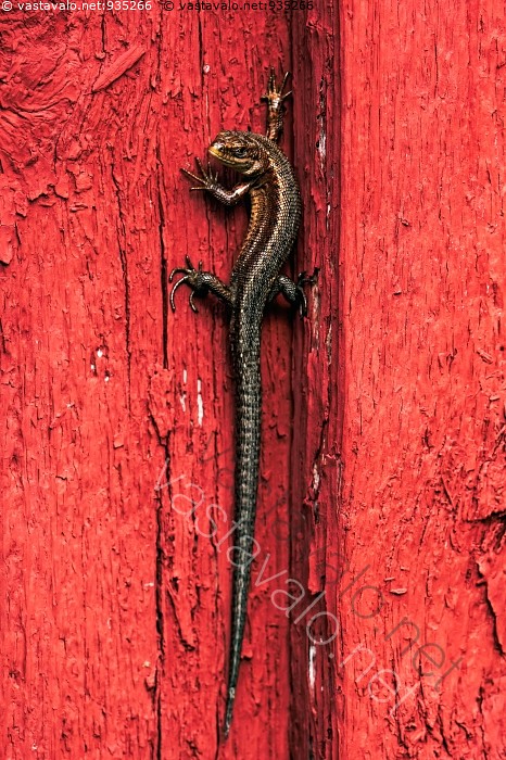 Kuva: Sisilisko mökin seinällä - Zootoca vivipara lisko suomupeitteinen ...