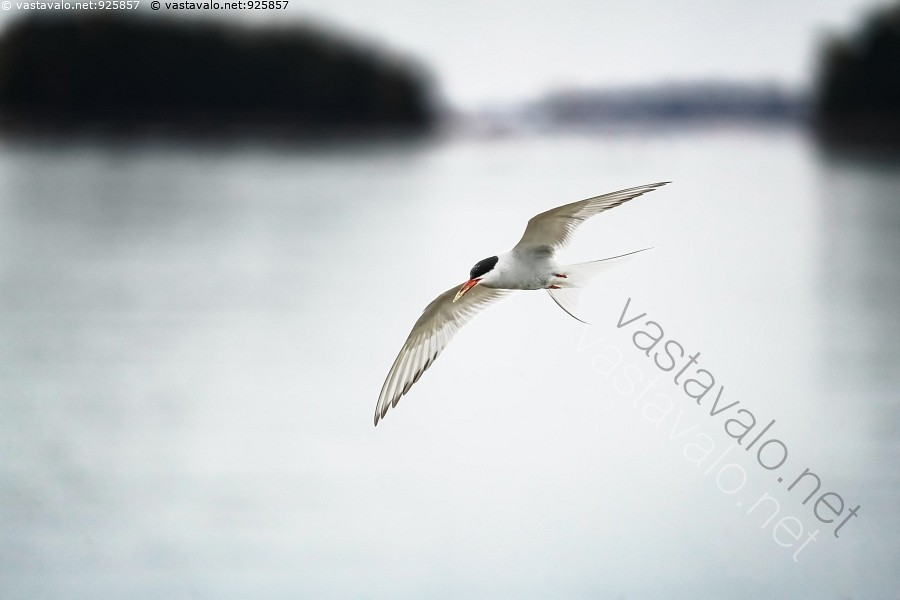 Kuva: Tiiralla aamupala nokassa - Sterna paradisaea lapintiira tiira ...