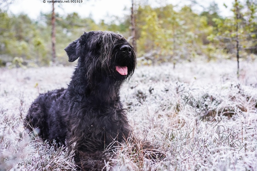 Kuva: Suursnautseri kuuraisella suolla - musta iso uros koira ...