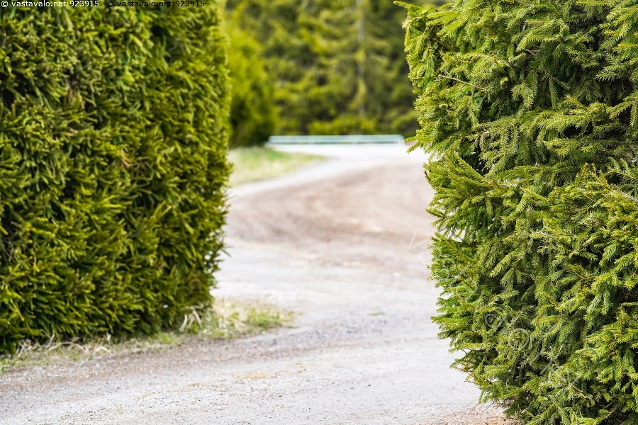 Kuva: Aukko kuusiaidassa - hoidettu kuusiaita puu puut kuusi pihatie ...