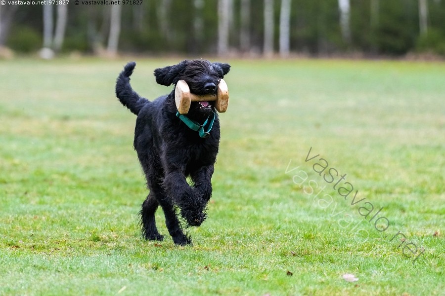 Kuva: Suursnautseri tottiskentällä - koira rotukoira palveluskoira iso ...