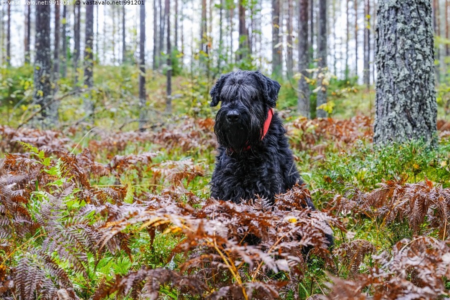 Kuva: Suursnautserin poseeraus - suursnautseri iso musta koira uros ...