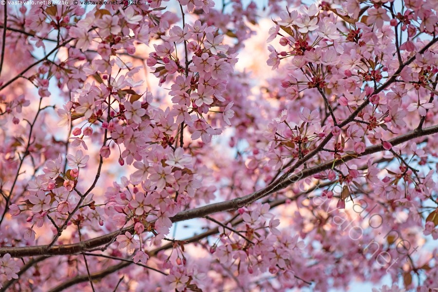 Kuva: Kirsikkapuu kukkii - rusokirsikka Prunus sargentii runsas ...