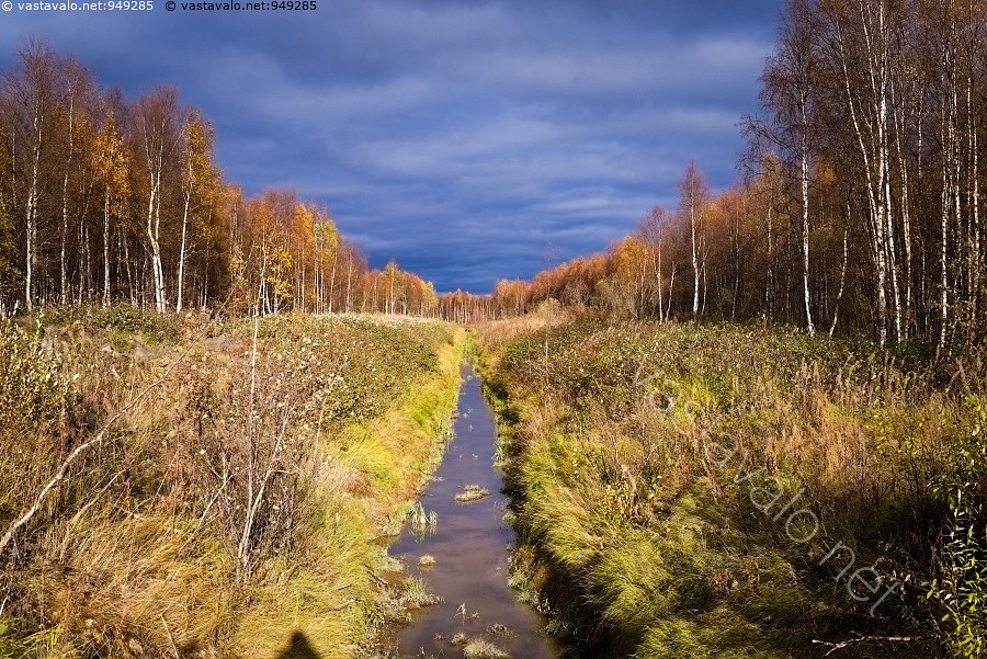 Kuva: Metsäoja ja uhkaava taivas - oja metsä ruska syksy syys uhkaava ...