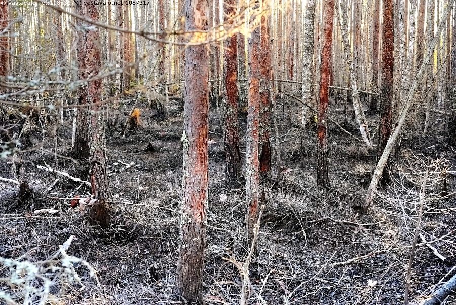 Kuva: Majavatulvan tuhoamaa metsää - kuolema suru surullinen tunnelma ...