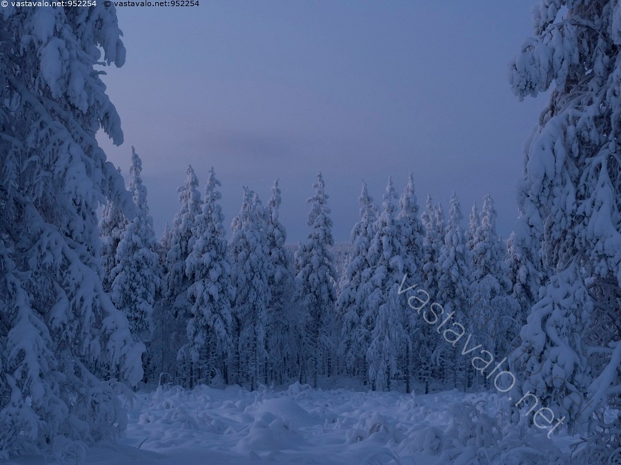 Kuva: Tykkylumiset puut kaamoksen sävyissä - kuusi kuuset tykkylumi ...