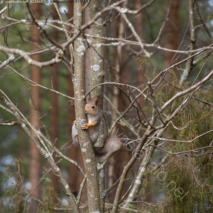 Kuva: Orava pihlajan rungon takana - Sciurus vulgaris orava nisäkäs ...