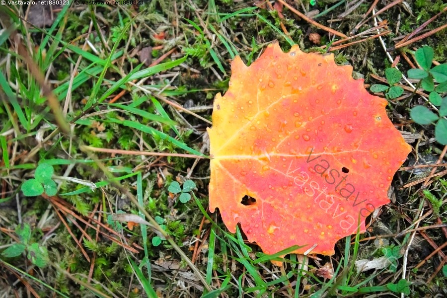 Kuva: Syksyn lehti nurmella - lehtisuonet syksyn pyöreä lehti keltainen ...