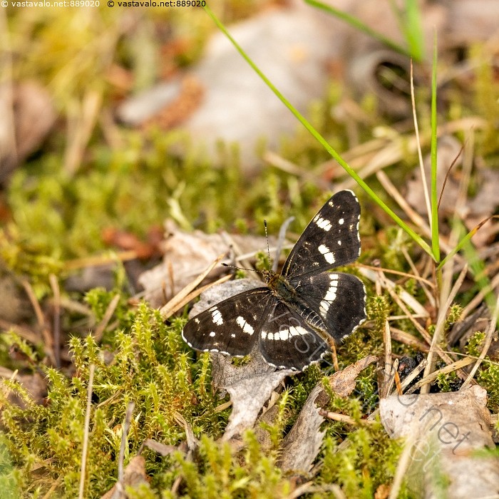 Kuva: Karttaperhonen - Karttaperhonen perhonen Araschnia levana siivet ...