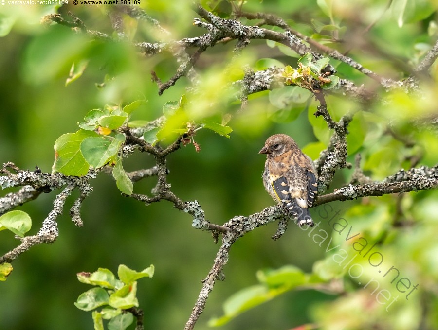 Kuva: Tiklin poikanen oksalla - Carduelis carduelis tikli poikanen puu ...