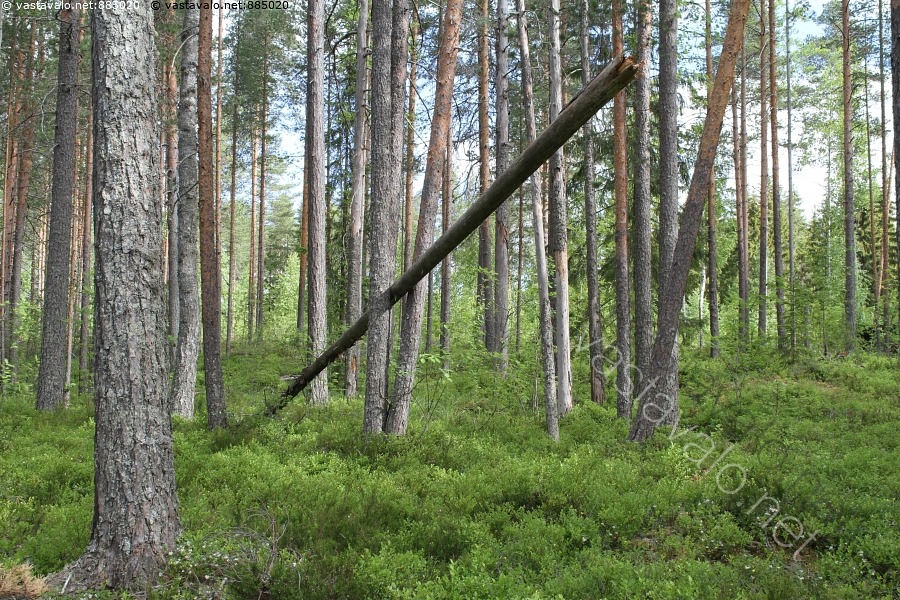 Kuva: Kaatunut kelo - kelo kelohonka petäjä metsä mänty mäntymetsä ...