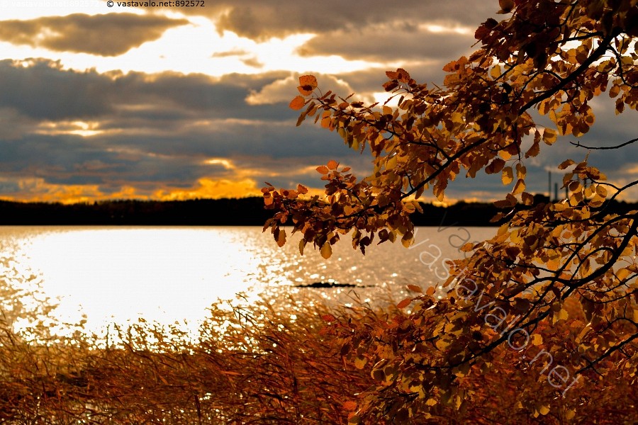 Kuva: Syksyn ruska - ruska syksy värien loiste puut metsä maisema ...