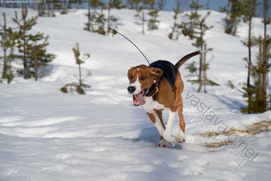 Kuva: Ajokoira - suomenajokoira suokki kettukoira jäniskoira koira ...