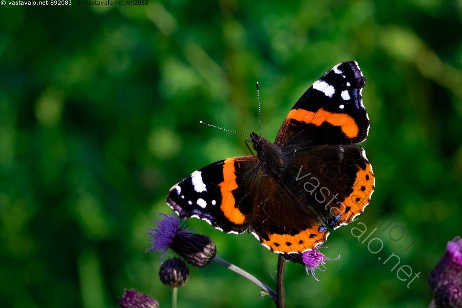Kuva: Amiraaliperhonen - amiraali amiraaliperhonen perhonen luonto ...