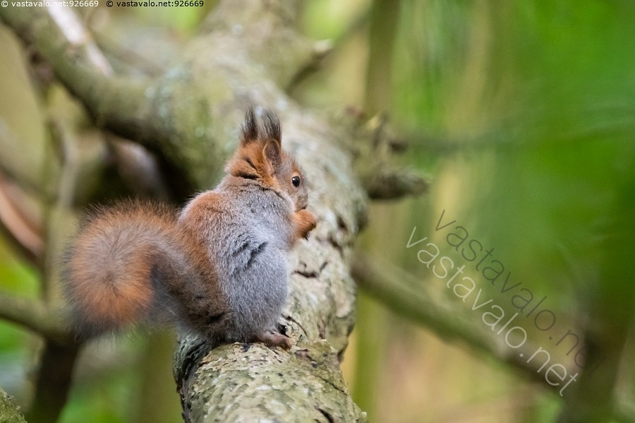 Kuva: Pieni nakertaja - orava puu runko metsä syödä harmaa ruskea ...