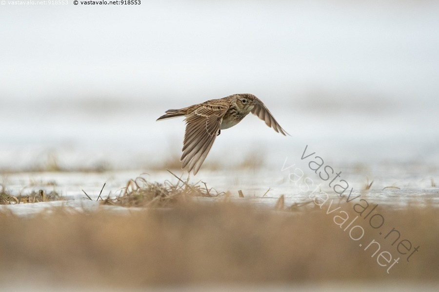 Kuva: Kiurun pyrähdys - kiuru lintu lennossa heinä heinäpelto ruskea ...