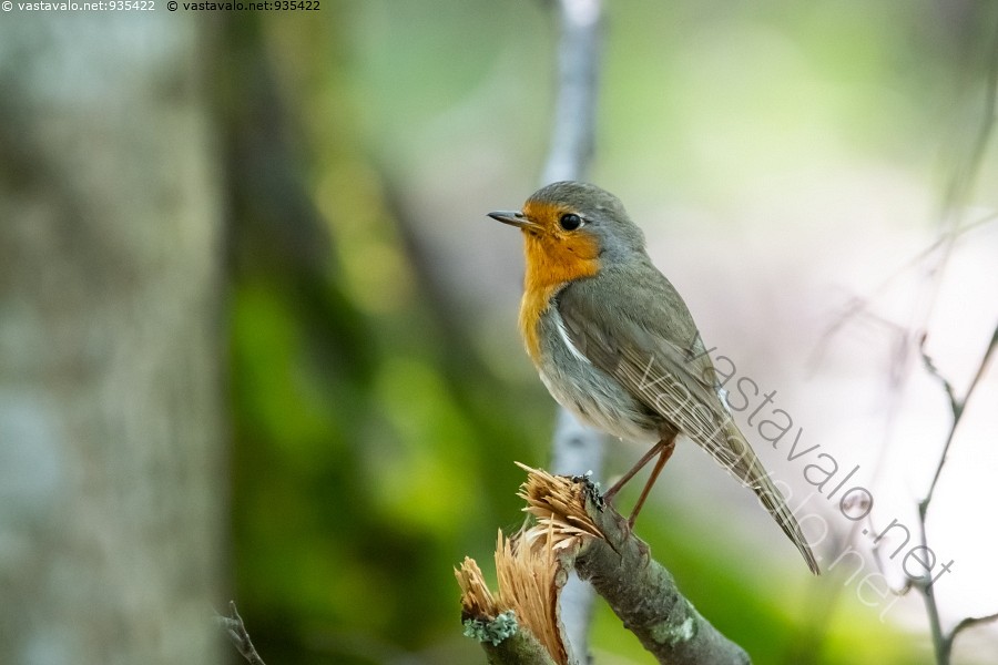 Kuva: Punarinta oksalla - punarinta oksa lintu metsä vihreä Erithacus ...