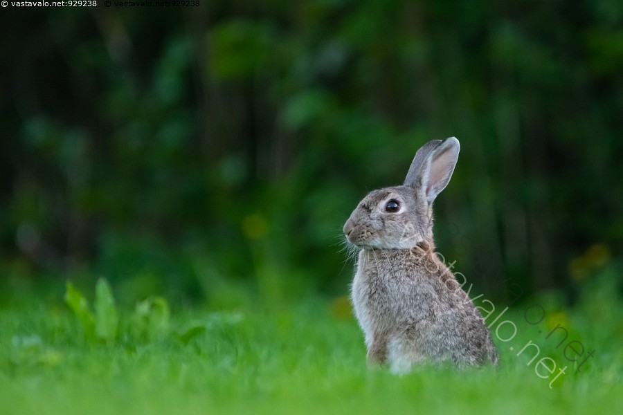 Kuva: Citykani tarkkailee kuvaajaa - citykani kani villikaniini kaniini ...