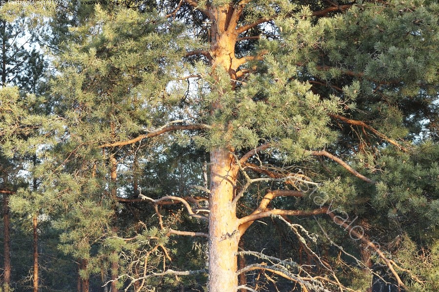 Kuva: Mänty - mänty metsämänty honka petäjä puu puun kuori oksa oksat ...