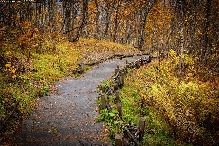 Kuva: Polku - polku ruska väri värit syksy Norja Tromssa lehti lehdet ...