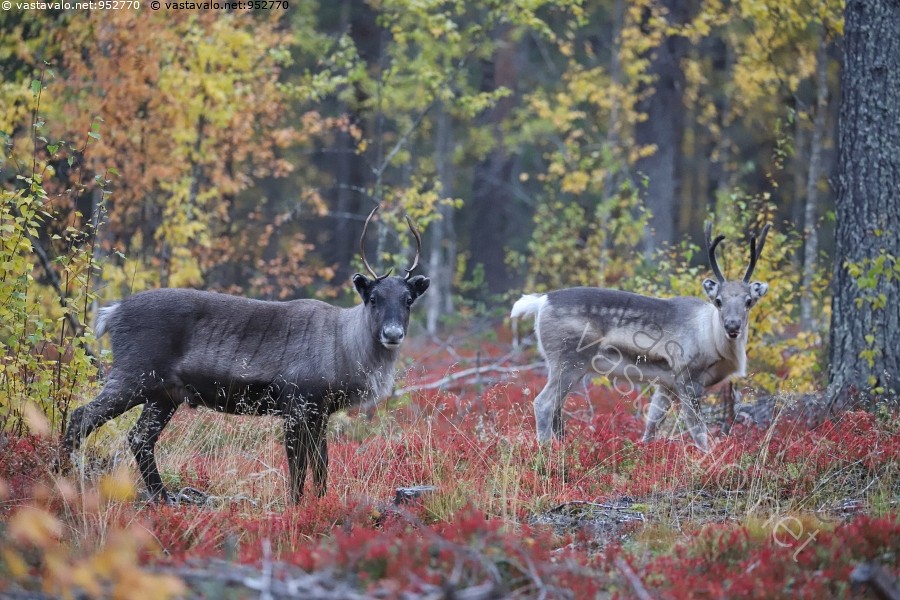 Kuva: kaksi poroa - ruska poro kaksi Lappi syksy metsä punainen ...
