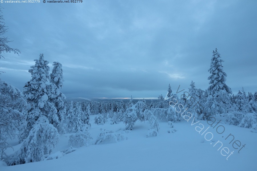 Kuva: kaamos - Lappi kaamos lumi hanki harmaa pilvet puut talvi Kittilä ...