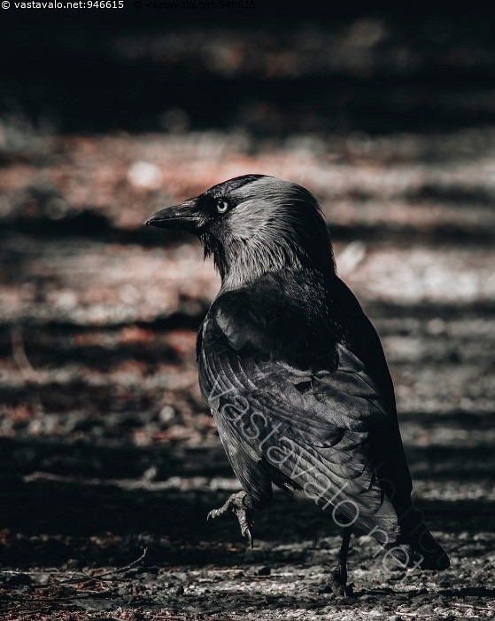Kuva: Naakka kävelyllä - naakka Corvus monedula varislintu lintu ...