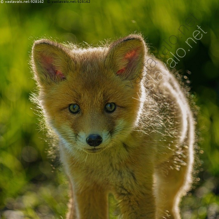 Kuva: Ketun pentu - kettu punakettu Vulpes valkoinen vihreä musta eläin ...